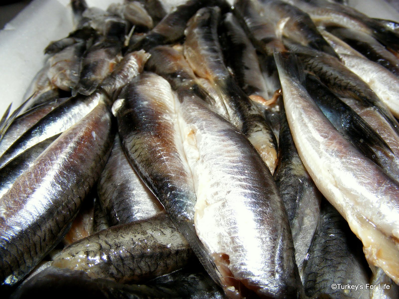 Turkish Recipes: Hamsi Season Celebration • Turkey's For Life