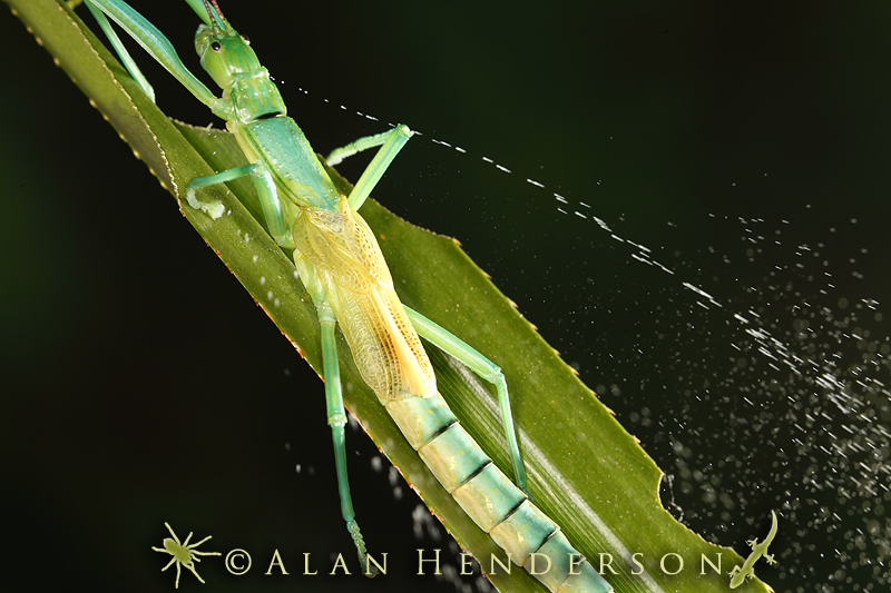 Minibeast Wildlife - Rainforest Encounters: Peppermint twist