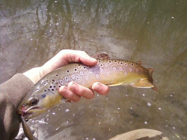 Illinois Wisconsin Fishing: Wisconsin’s Official Trout Opener