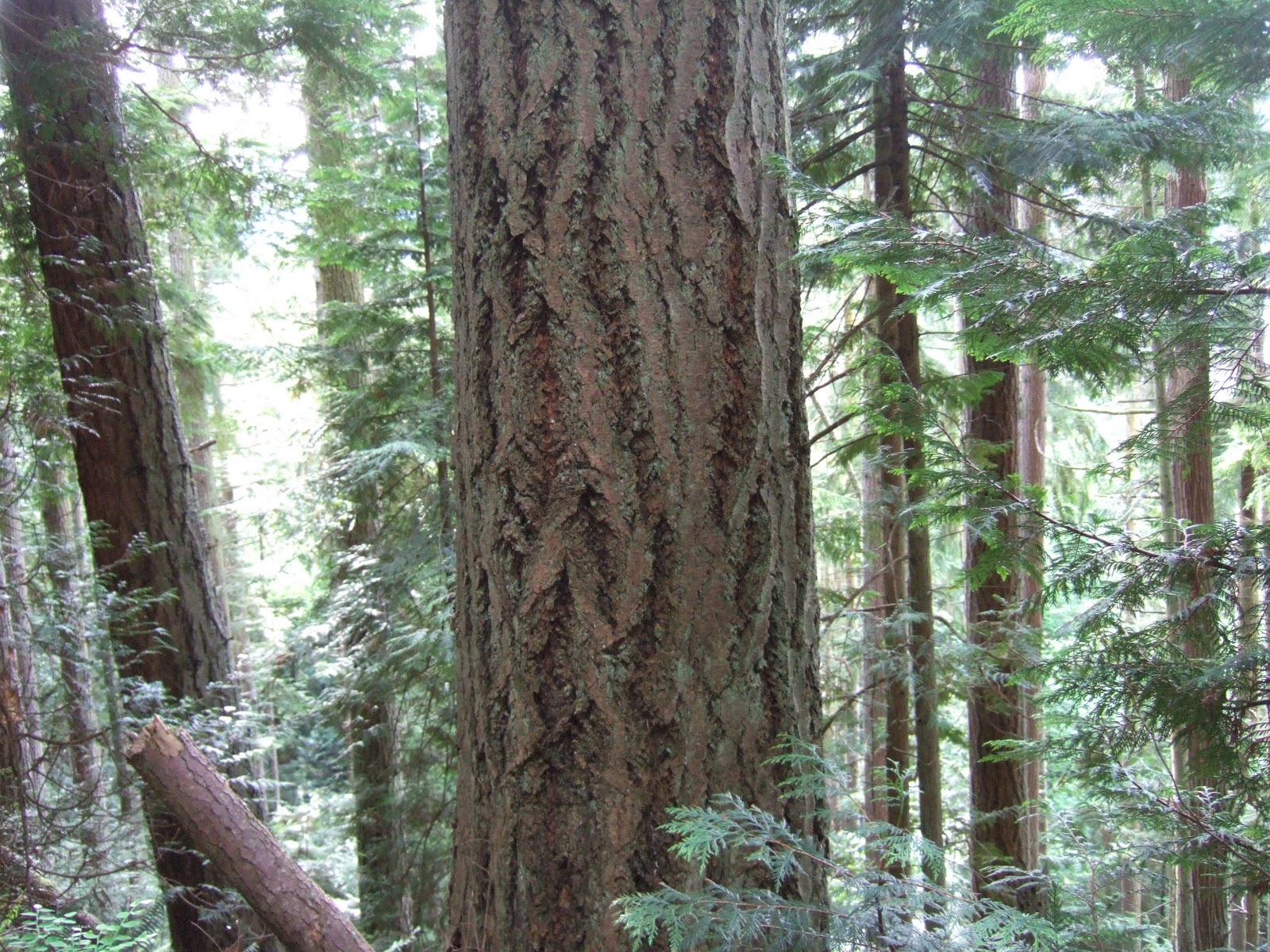 Reading the Washington Landscape: The Tree That Got Away