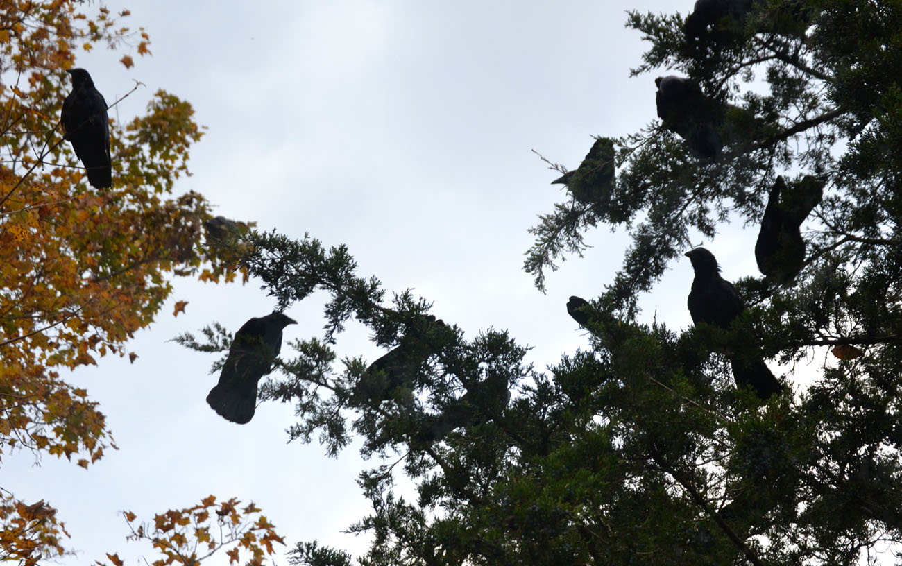 Woods Walks and Wildlife: Fish Crow Invasion