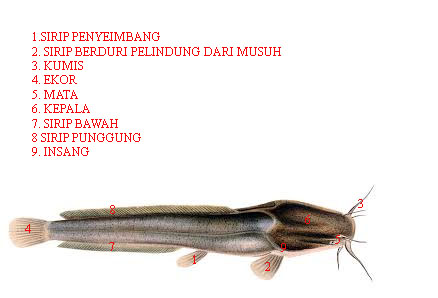 Morfologi dan Anatoni Ikan Lele (Clarias batrachus) - Jenis Tanaman ...
