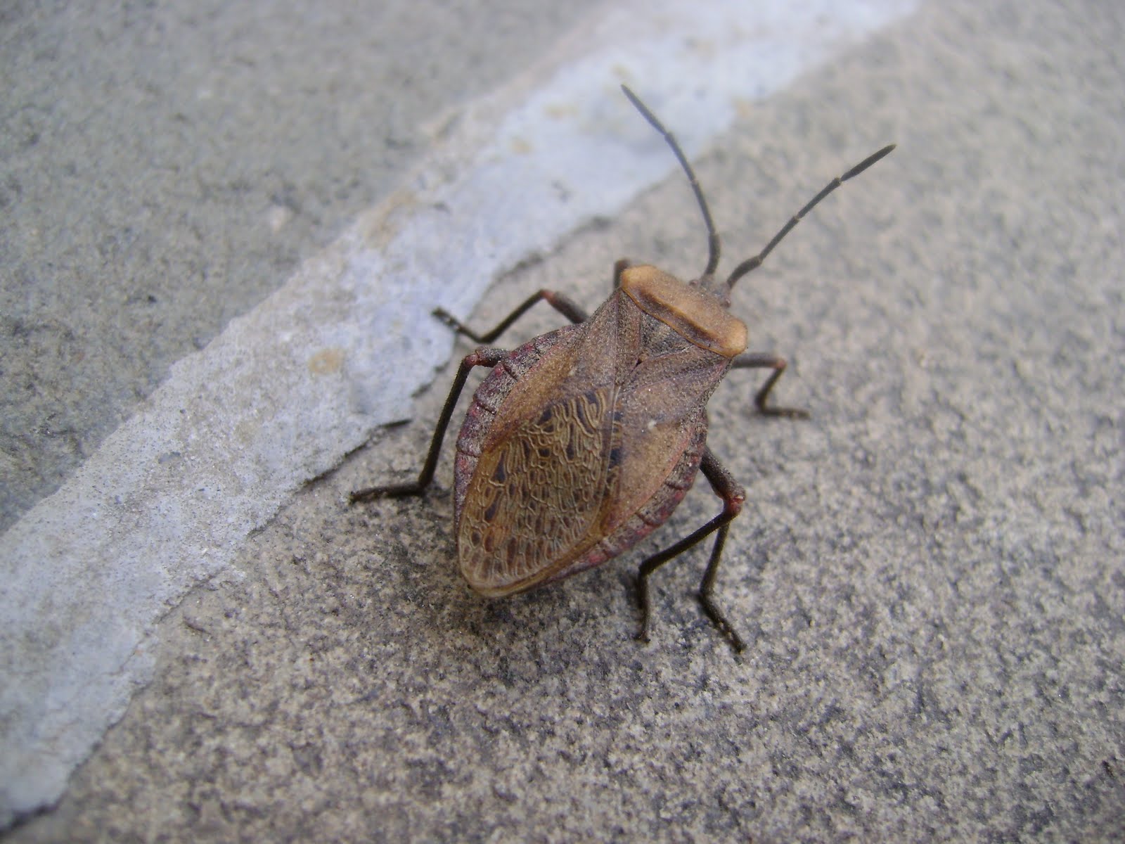 Fotografias de animais: Fede-fede marrom e preto