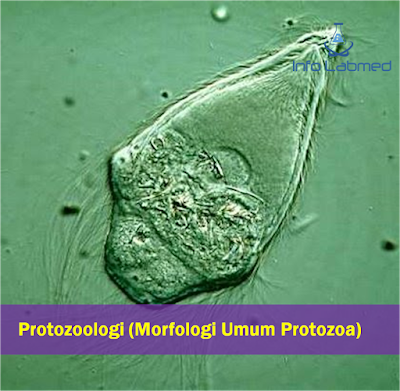 Protozoologi (Morfologi Umum Protozoa) - Seri Edukasi Teknologi ...
