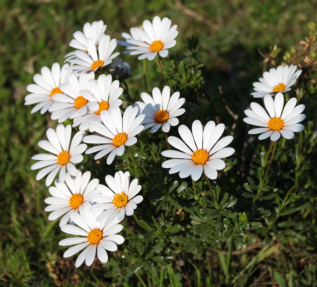 Towerwater Aan De Breede: Al die Veld is Vrolik