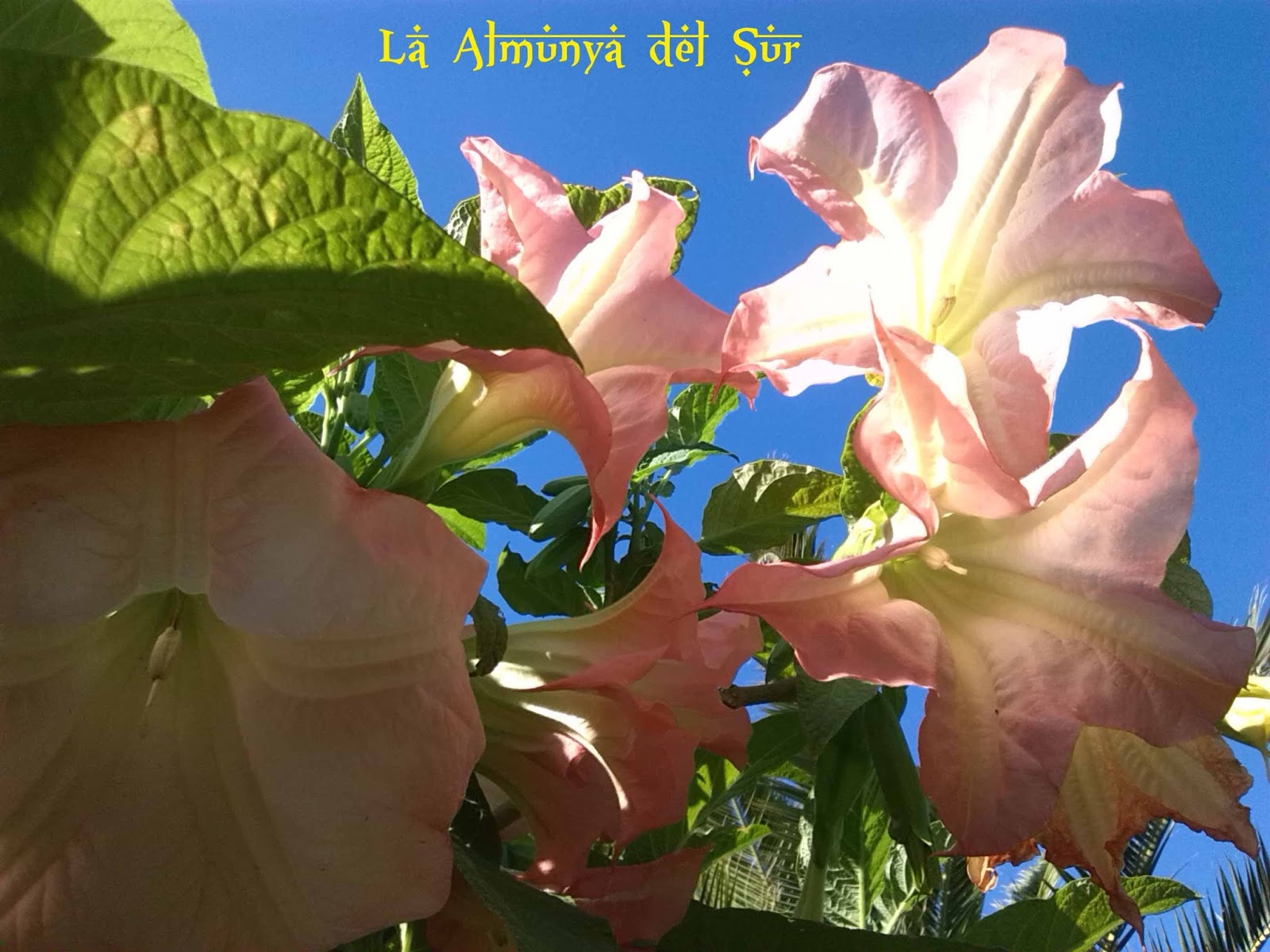 La Almunya del Sur - Jardín botánico andalusí: VISPERAS DE SAN JUAN CON ...