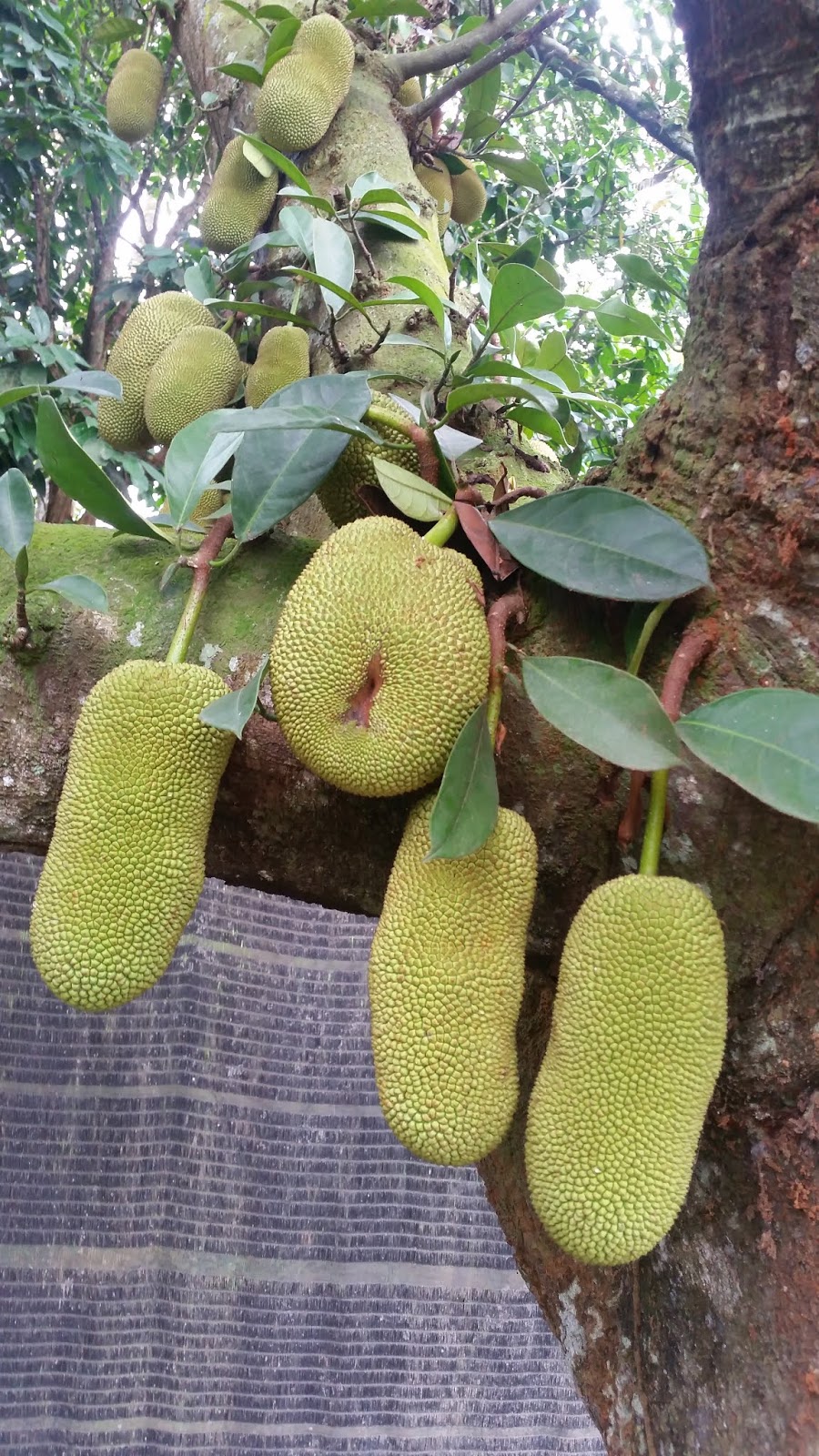 Warisan Petani: Pokok Cempedak Berbuah Lebat