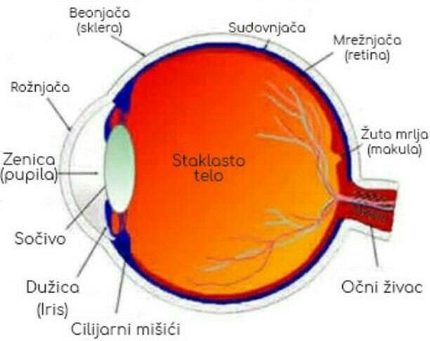 Latinski jezik za medicinske škole: Sadrzaj ocne jabucice