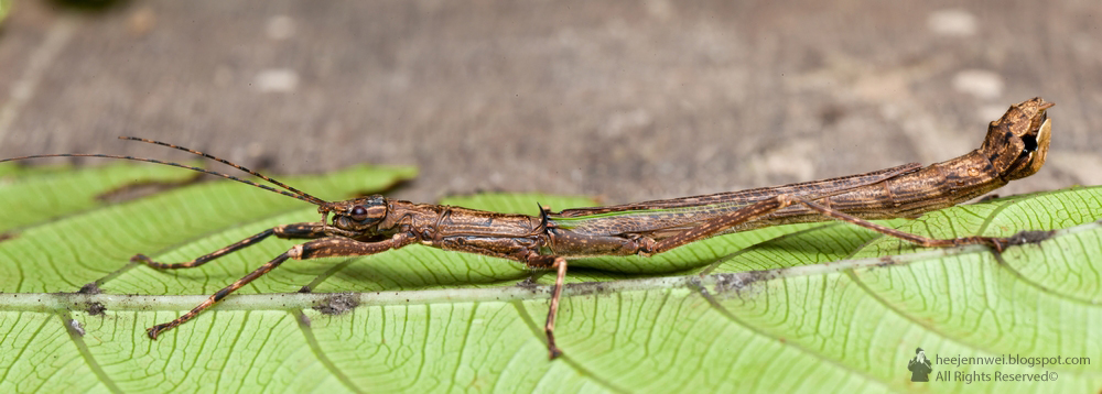 Within the Chronicles' Frame: Masters of Nature Camouflage and Disguise ...