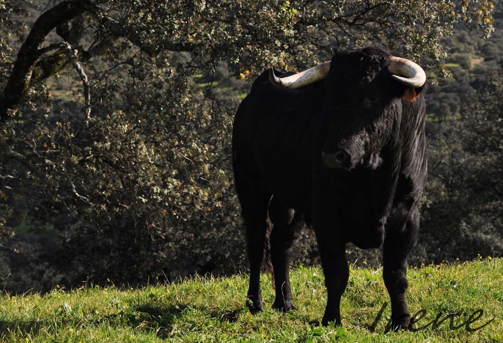 Con temple y por derecho, de Irene Tirado: El toro, la razón de mi vida.
