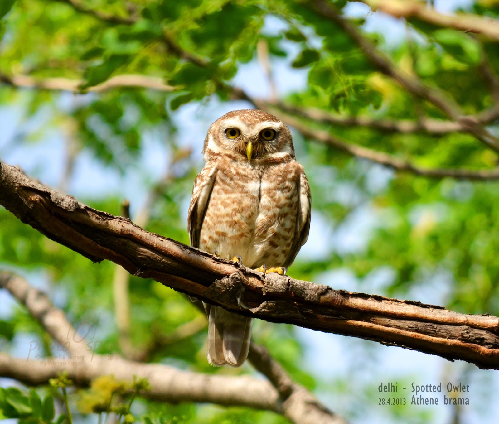 Spotted Owlet: Athene brama | Photo Span
