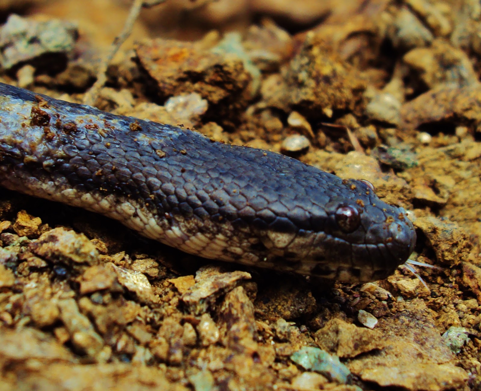 Biodiversity Capiz: Dog-faced Water Snake