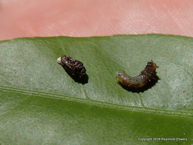 PURE FLORIDA: Moving Poop Mimic Swallowtails To The Giving Tree
