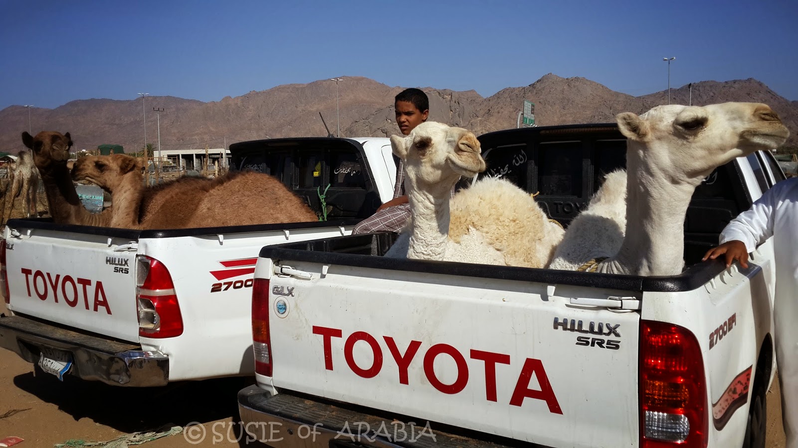SUSIE of ARABIA: Enchanting Najran - Saudi Arabia