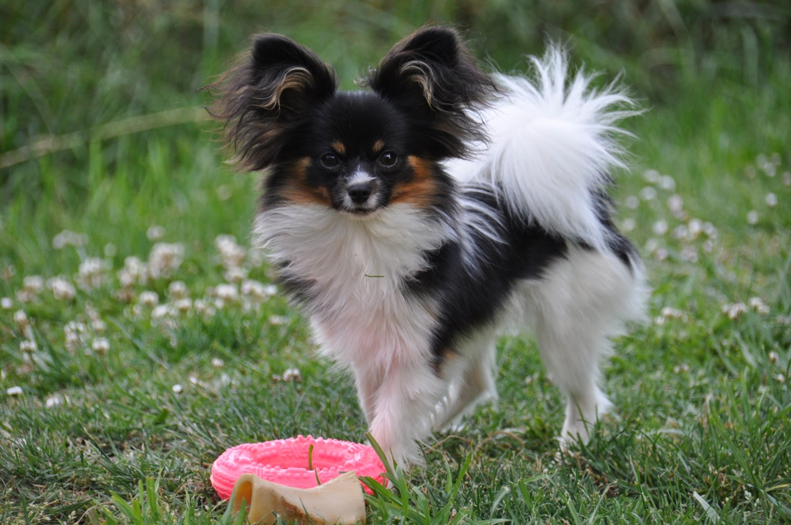 Road's End Papillons : 8 Months old Papillon Girl: Road's End Oriel