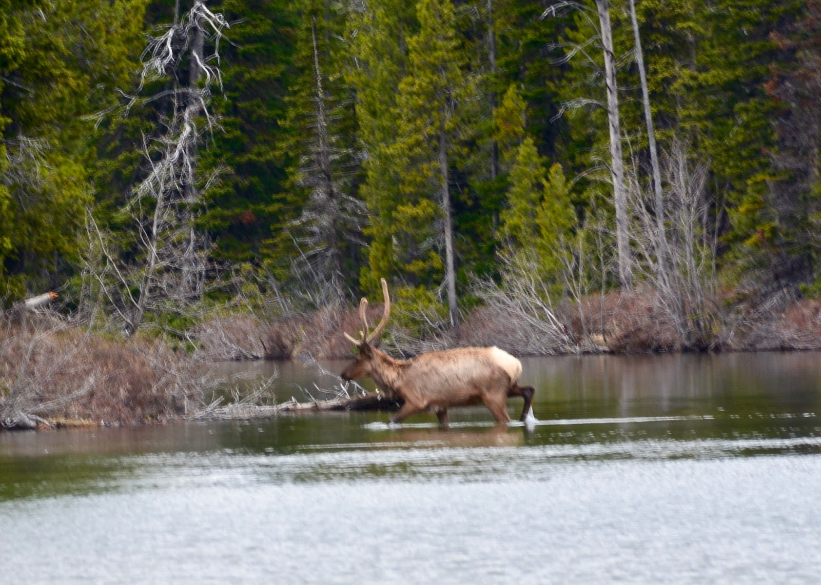 venturing4th: String and Leigh Lakes