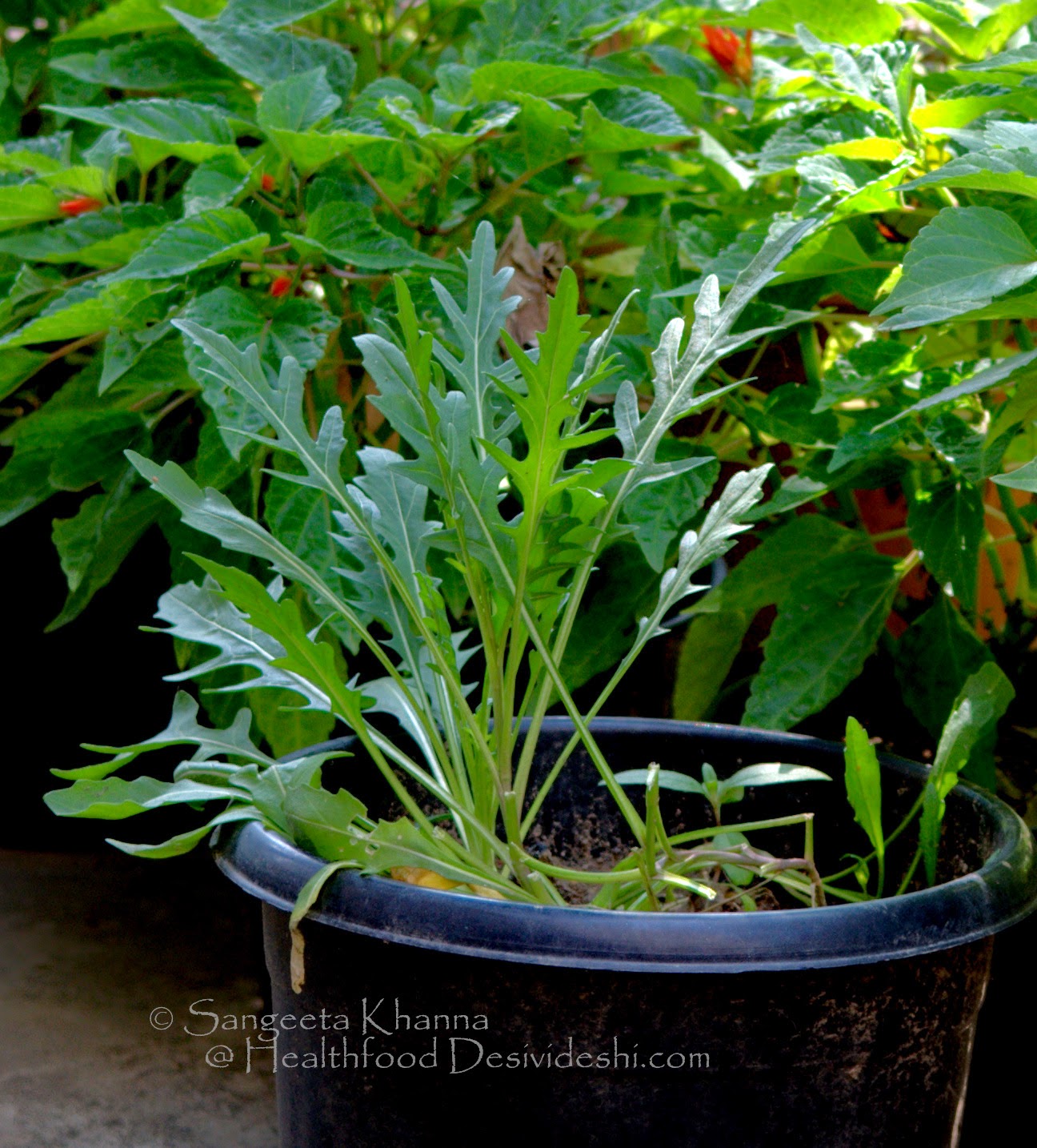 Are arugula and rucola different? Know more about the rocket greens...