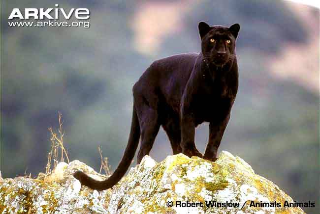 Macan Tutul Hitam (Macan Kumbang)