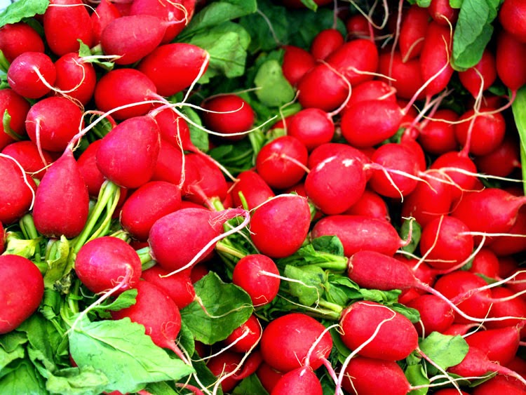 DIÁRIO COM A NATUREZA: 01 DE MAIO - RABANETE - RAIZ TUBEROSA