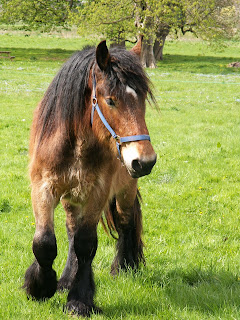 lea animaux de mon coeur: Des très beaux chevaux de trait chez OLIVIER ...