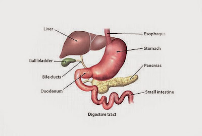 3 Fungsi Utama Kandung Empedu - Obat Sakit 2011