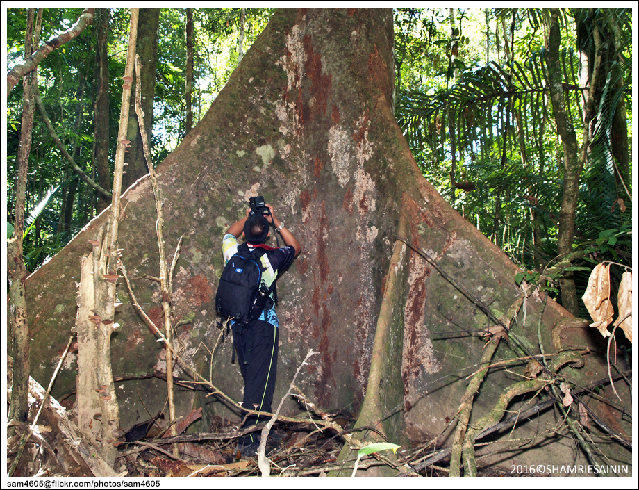 UUM Sintok Forest Treasure