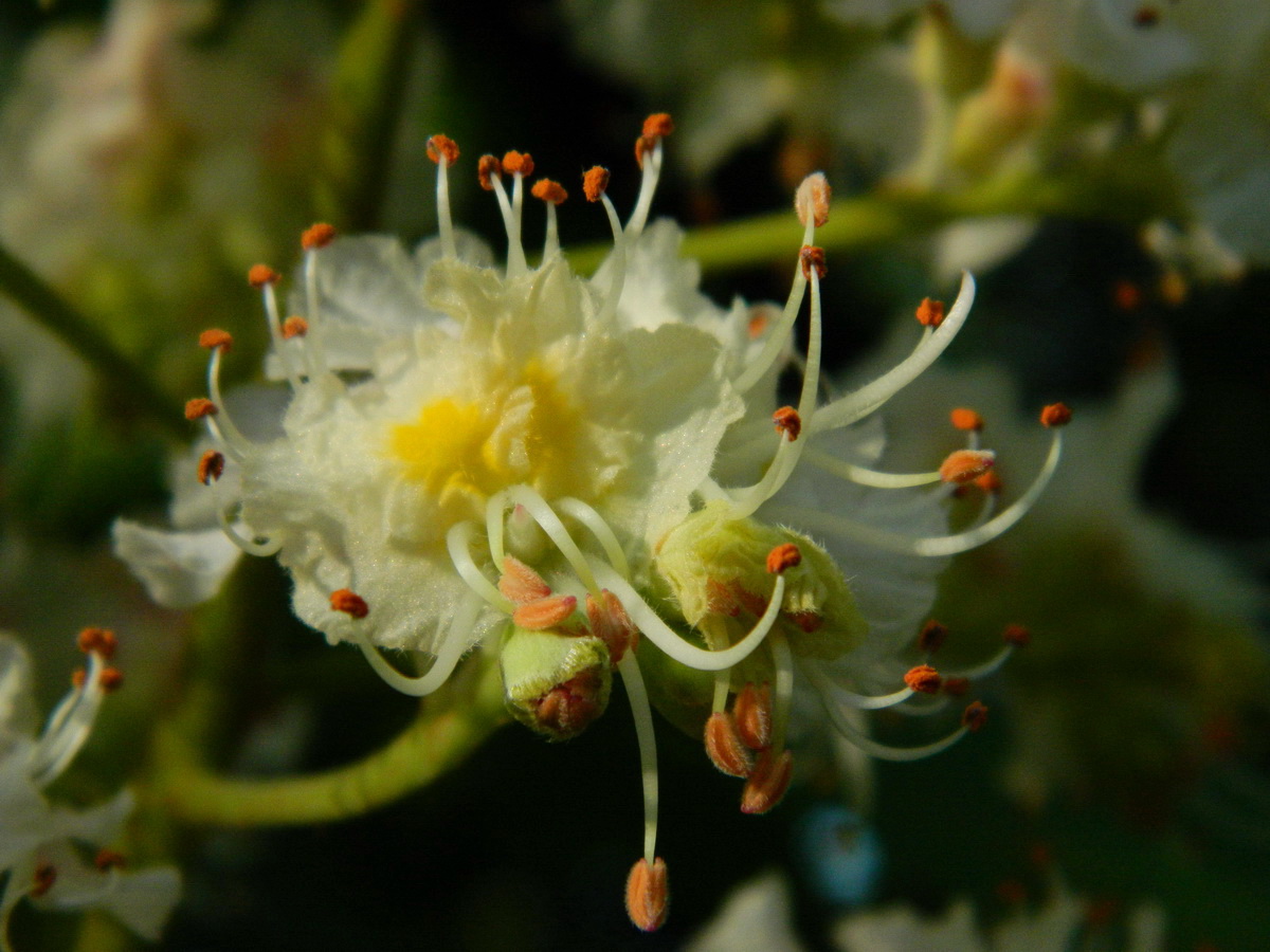 LA MULTI ANI, ROMANIA!: Flori de castan