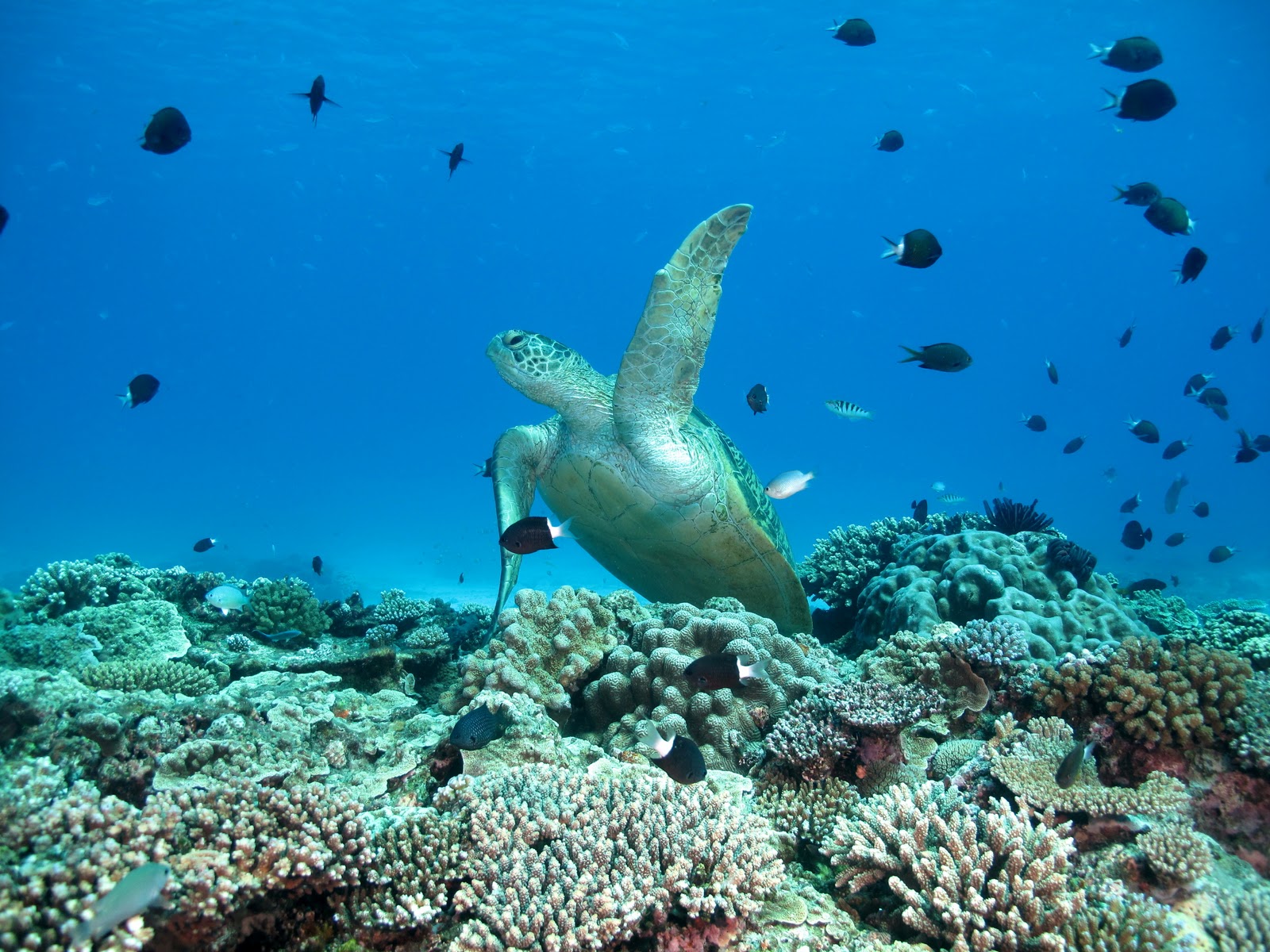 Sunlover Holidays: Iconic Aussie things to do to celebrate Australia