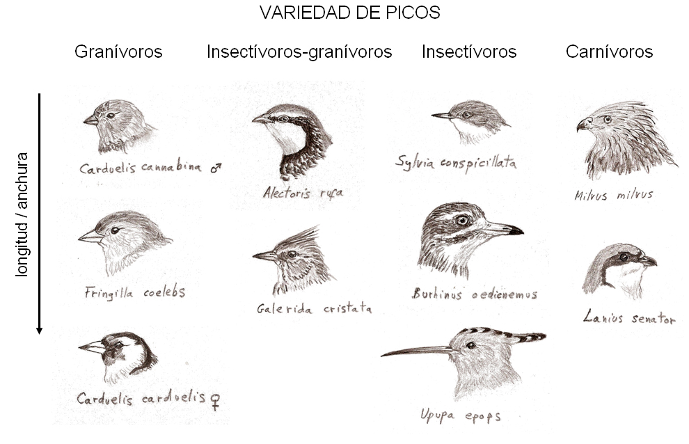 El Naturalista: El origen de las especies... y sus picos