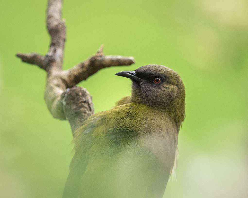 The Ruins of the Moment: More korimako — Photos by Pete McGregor