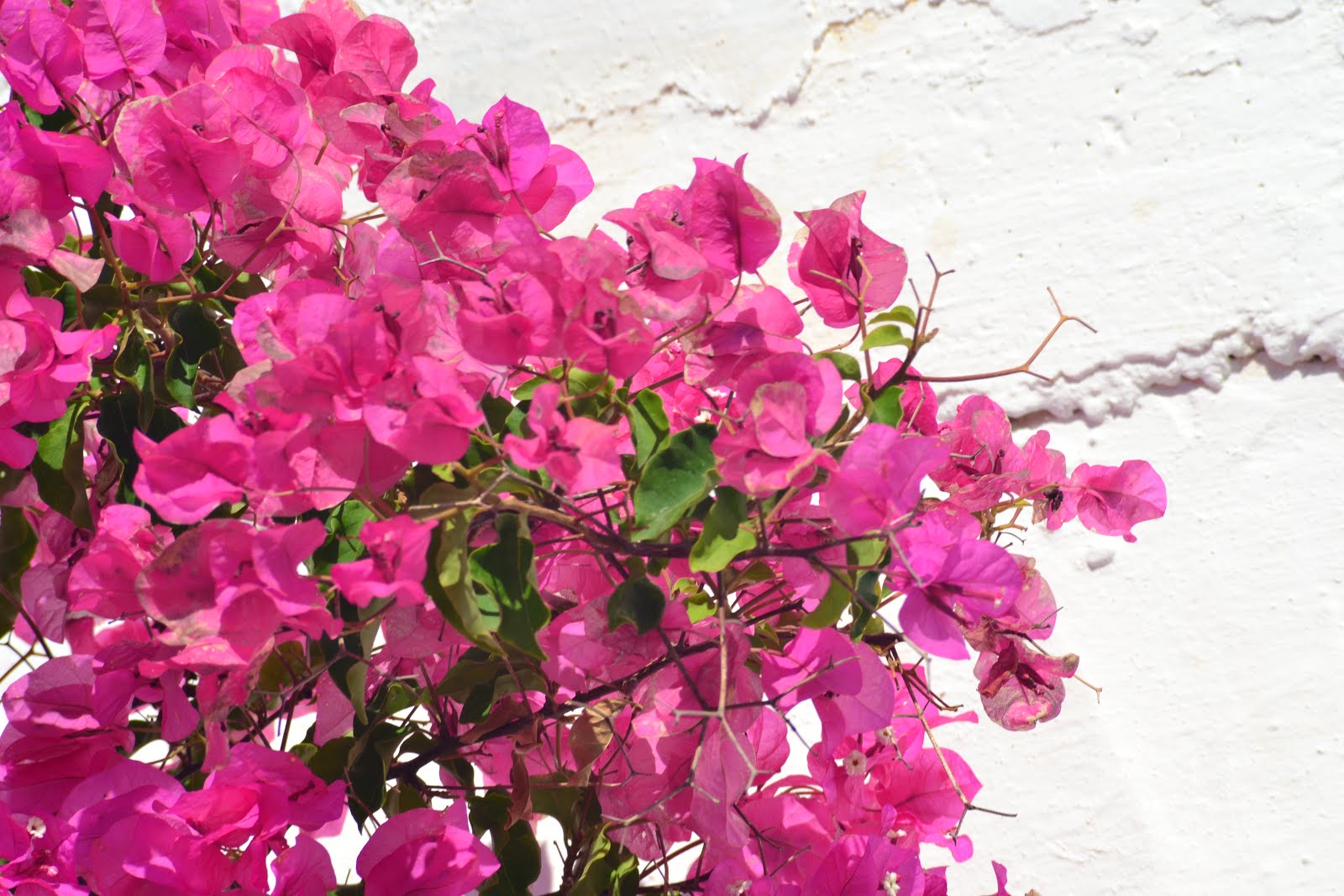 Fotoimmagini: BOUGANVILLE