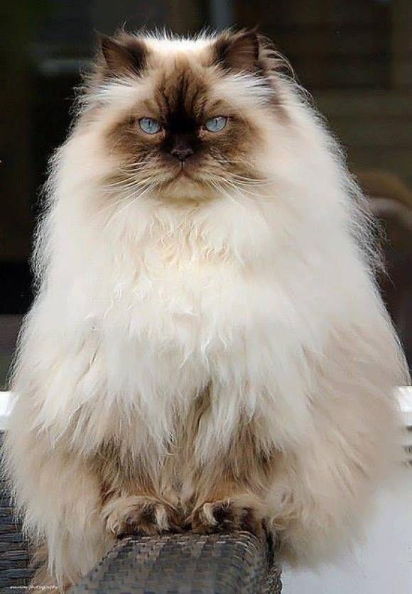 Birman Cat In Angry Mood | FUNNY AWW