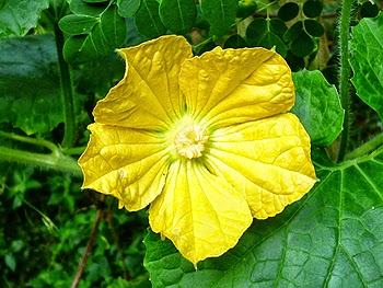 Ash Gourd-Cucurbita hispida-Alu Puhul | SL Flora