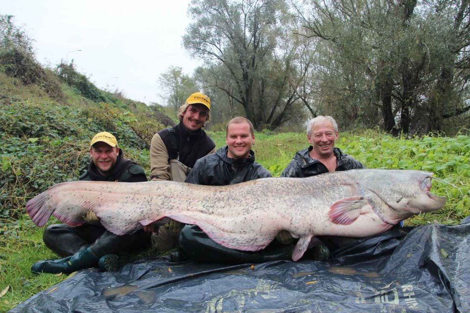 Nieuw wereldrecord meerval Po 117,5 kg