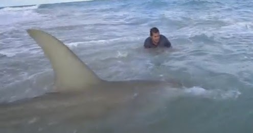 International Fishing News: VIDEO: monster 13 feet hammerhead shark caught