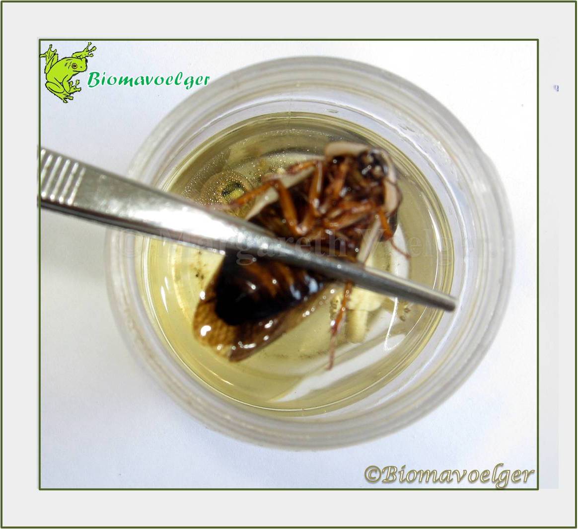 Montaje didáctico de Insectos - Biomavoelger