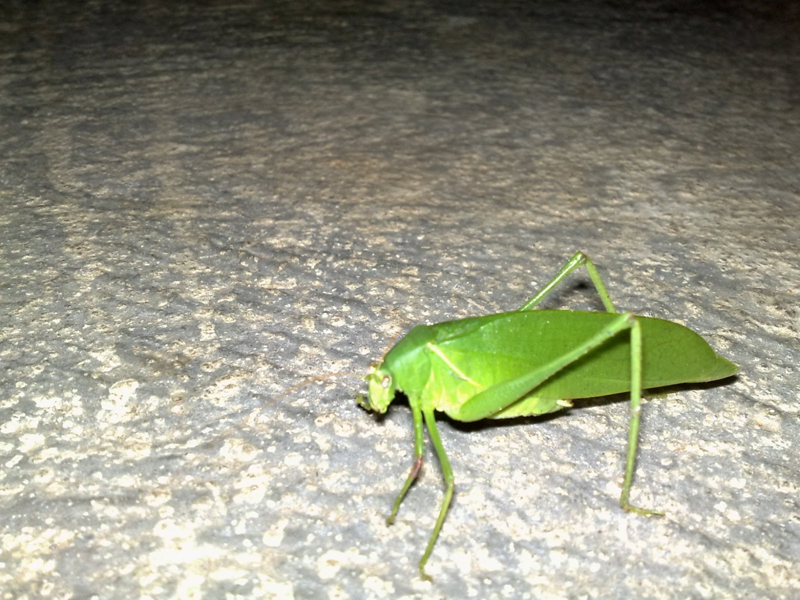 MAURITIUS ISLAND - Ile Maurice: Strange, Famous Flies and Bugs