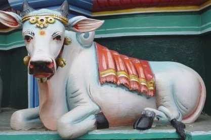 Kenapa Orang Hindu Menghormati Sapi ~ Hinduism