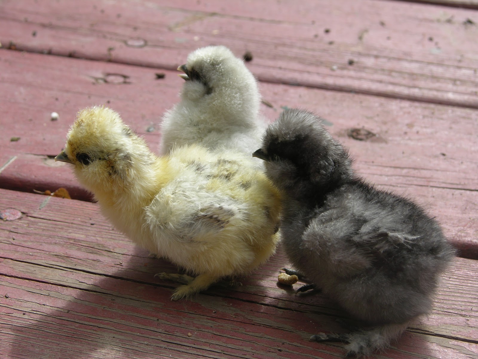 Snowbelt Farm: Silkie chicks born three days ago, they are really neat ...