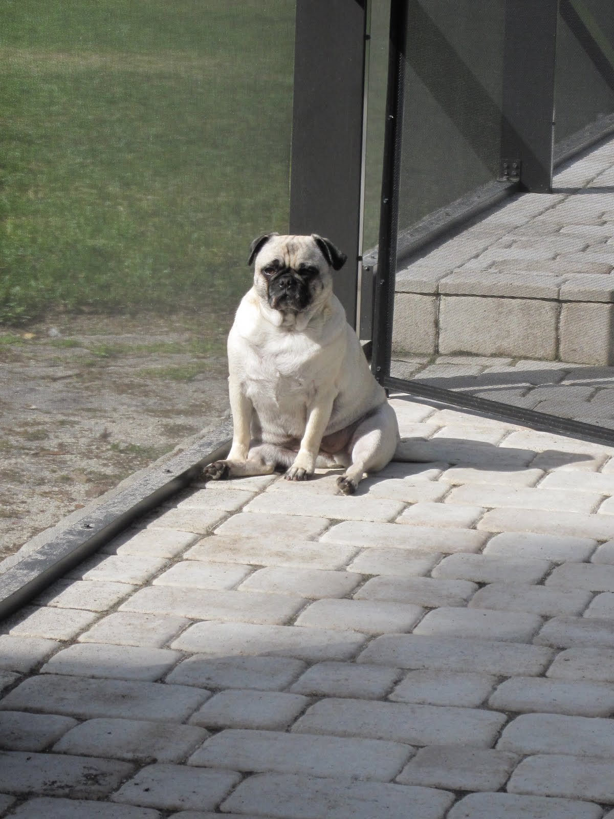 Wild Alaskan Mountain Pug>>>>>>in FLORIDA!: Eating Poop