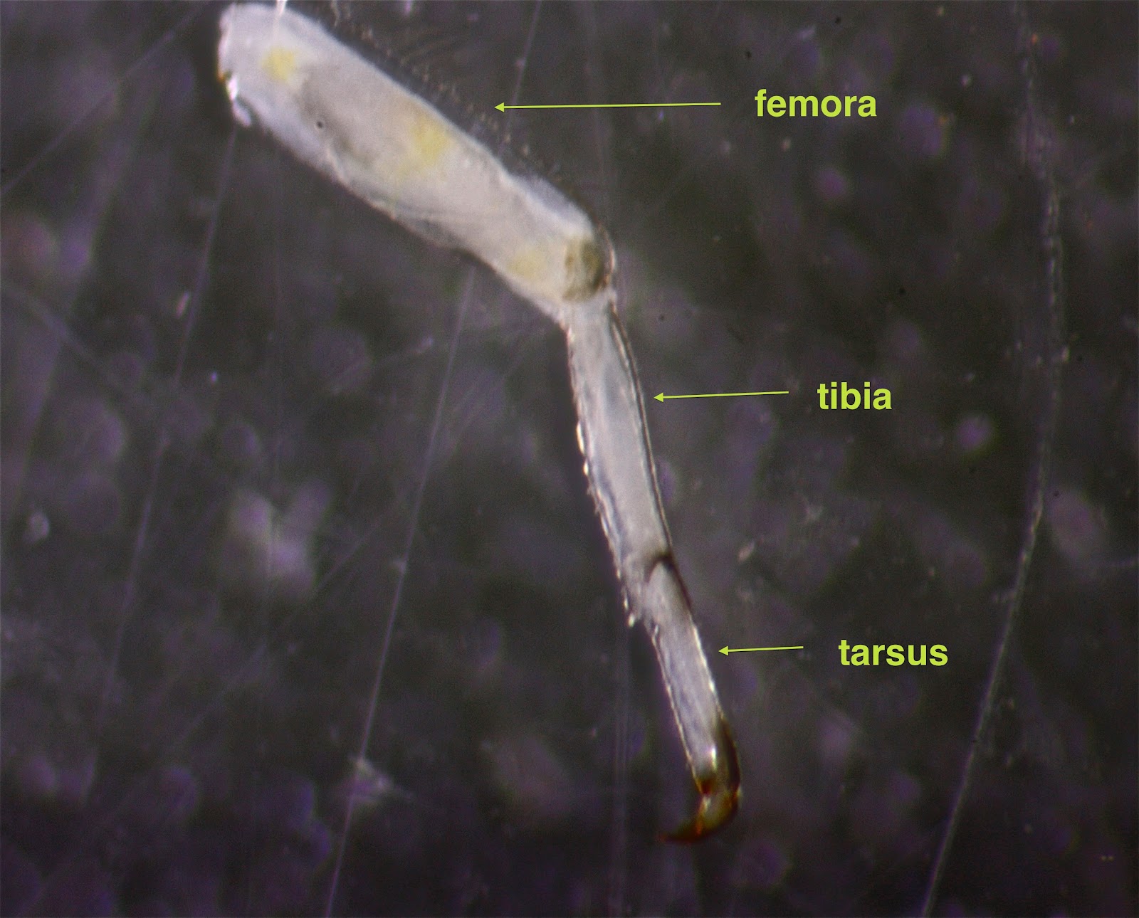 Aquatic Insects of Central Virginia: "Plauditus dubius" Small Minnow ...