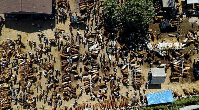 Pasar Hewan Muntilan Kab. Magelang (pasar kewan)