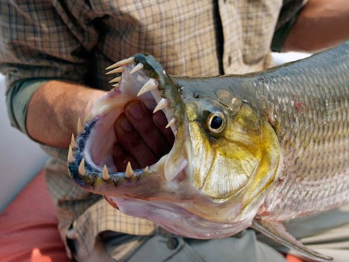 8A Speero: Jenis Jenis Ikan Hias Predator Air Tawar