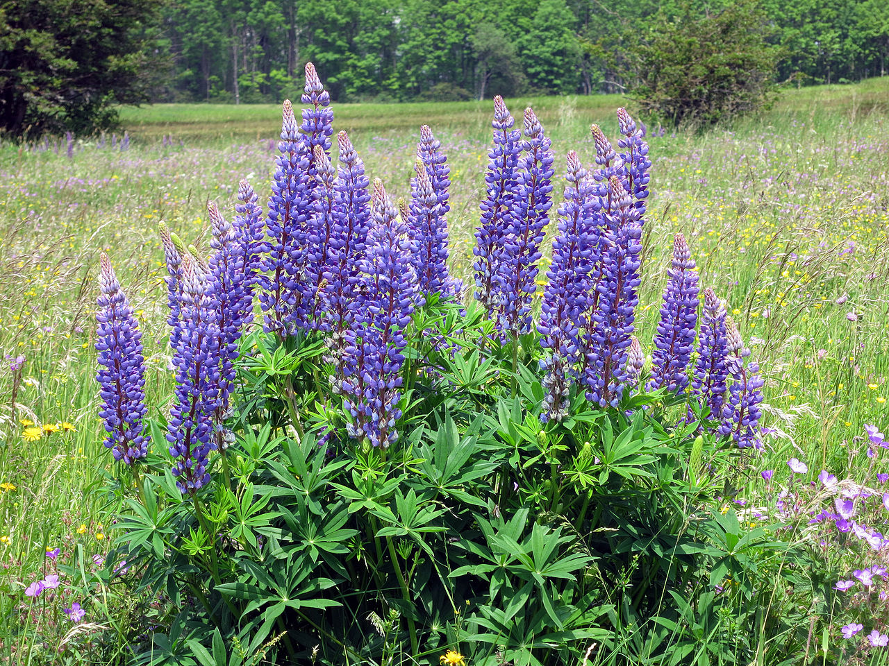 Breuillet Nature: Les lupins