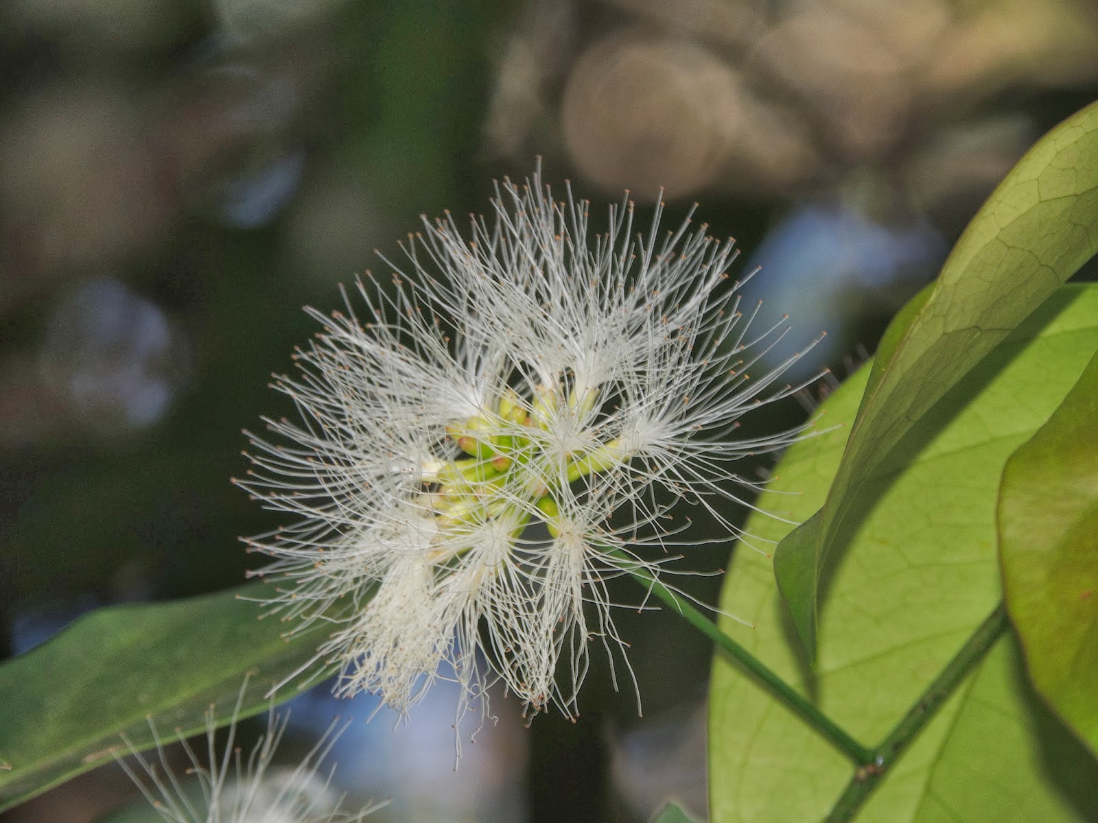 Fabaceae - Leguminosae no Brasil: Fabaceae - Inga capitata Desv. - inga ...