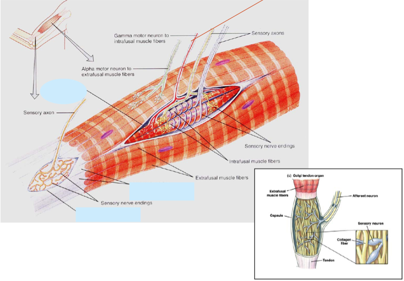 Medicina - facilitando fontes: FISIOPATOLOGIA E AVALIAÇÃO CLÍNICA DO ...