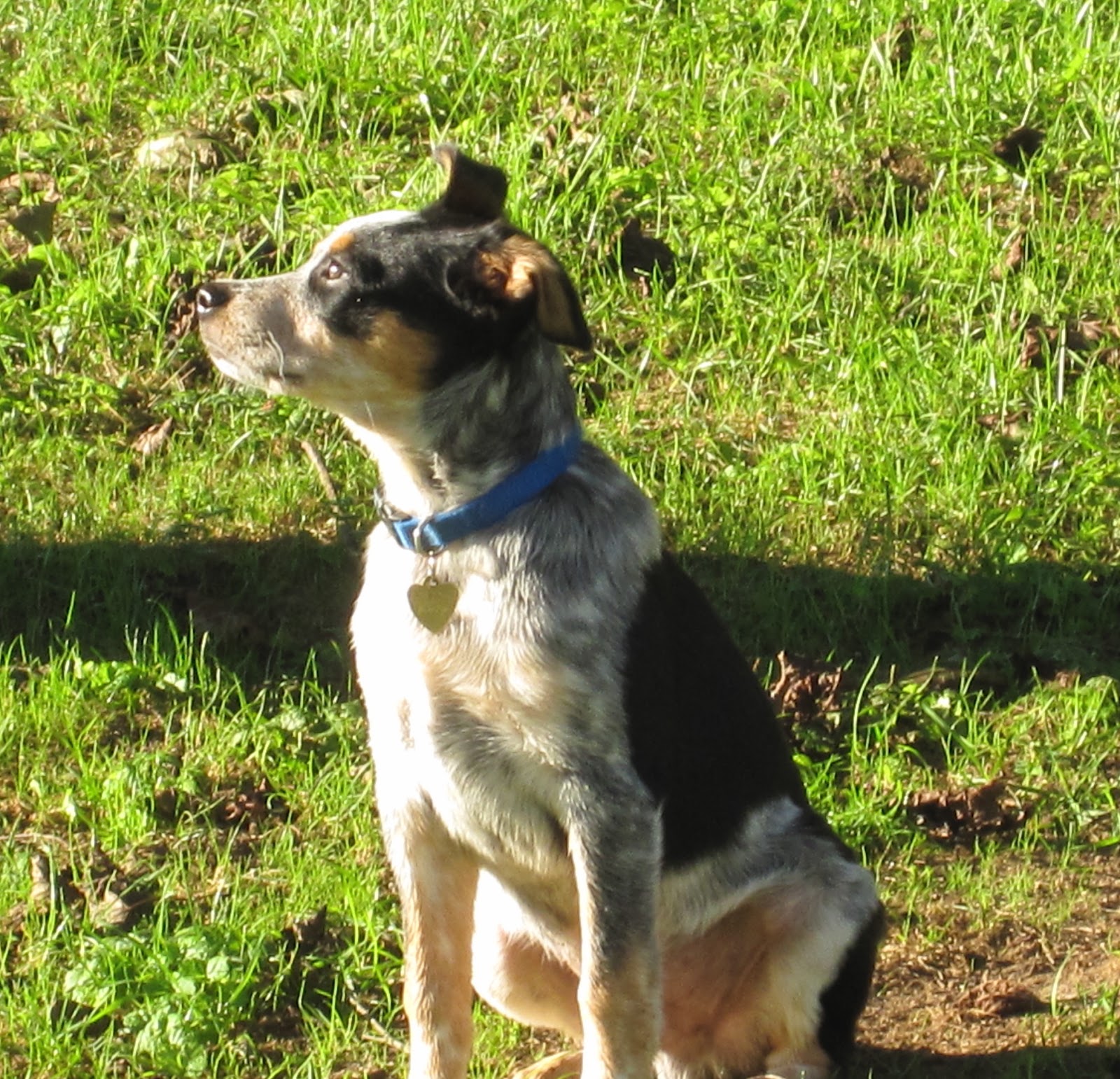 Jane Augenstein - My World in Pictures: Charlie pup is growing!