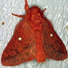 Epizootic: Why Are Insects Deceptive?