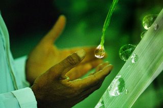 bunga-bunga syurga: ALHAMDULILAH