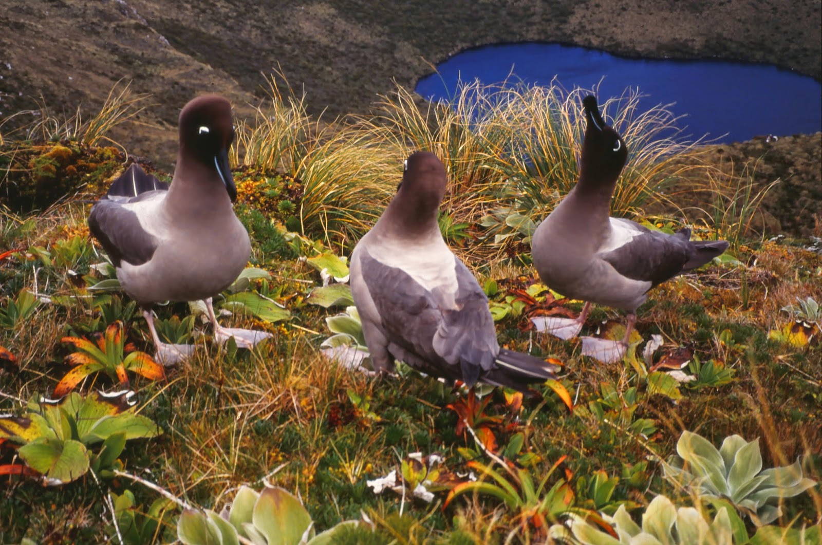 pukawaparadise: Islands of Friendly Animals (Auckland Islands) 1996